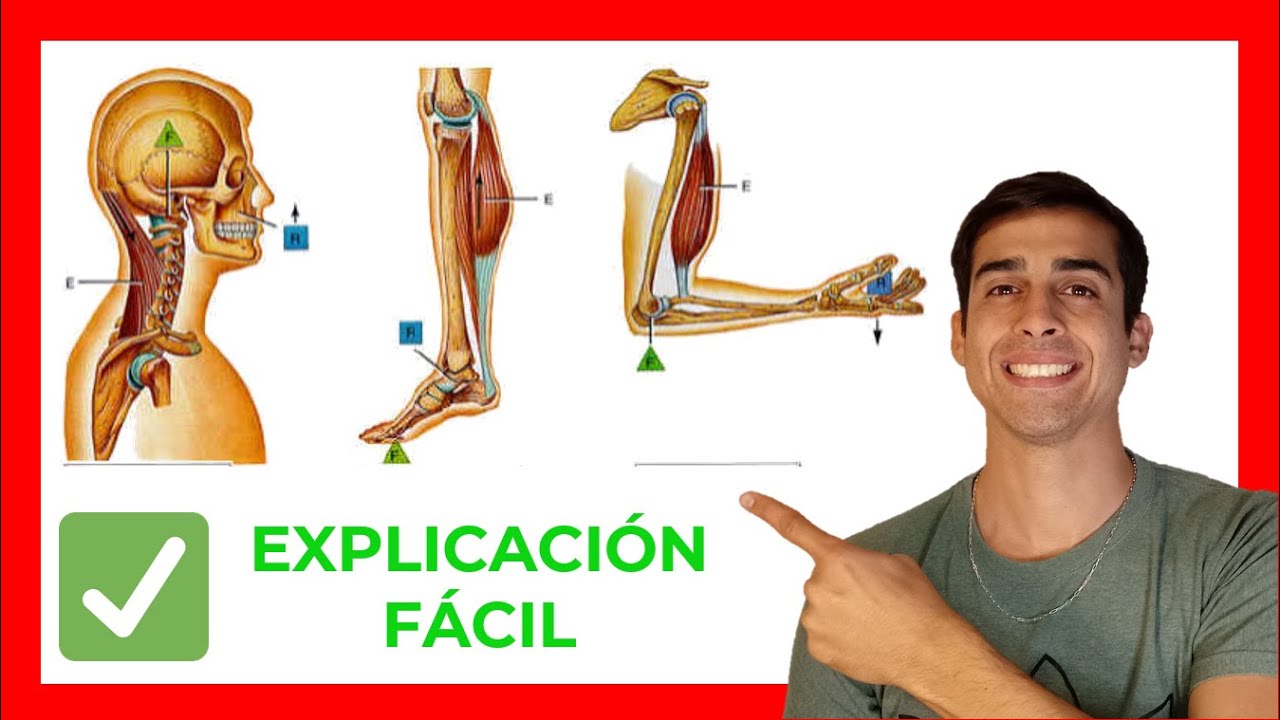 Ejemplo De Extension En Anatomia