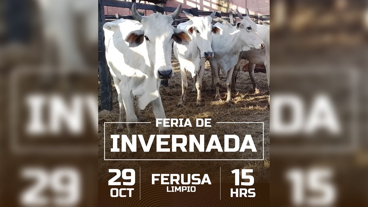 EN VIVO | Feria de Invernada de Ferusa - YouTube