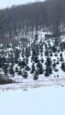 Abel’s Tree Farm. Getting ready for next year! - YouTube