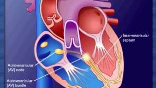 Cardiac Conduction System Animation Conduction System Of The Heart