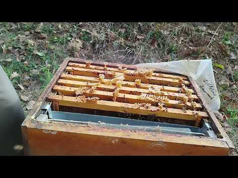 Oksalik Damlatma için Yavru Durumu Kontrolü (5 Ocak)🇹🇷🇹🇷🇹🇷🐝🐝🐝