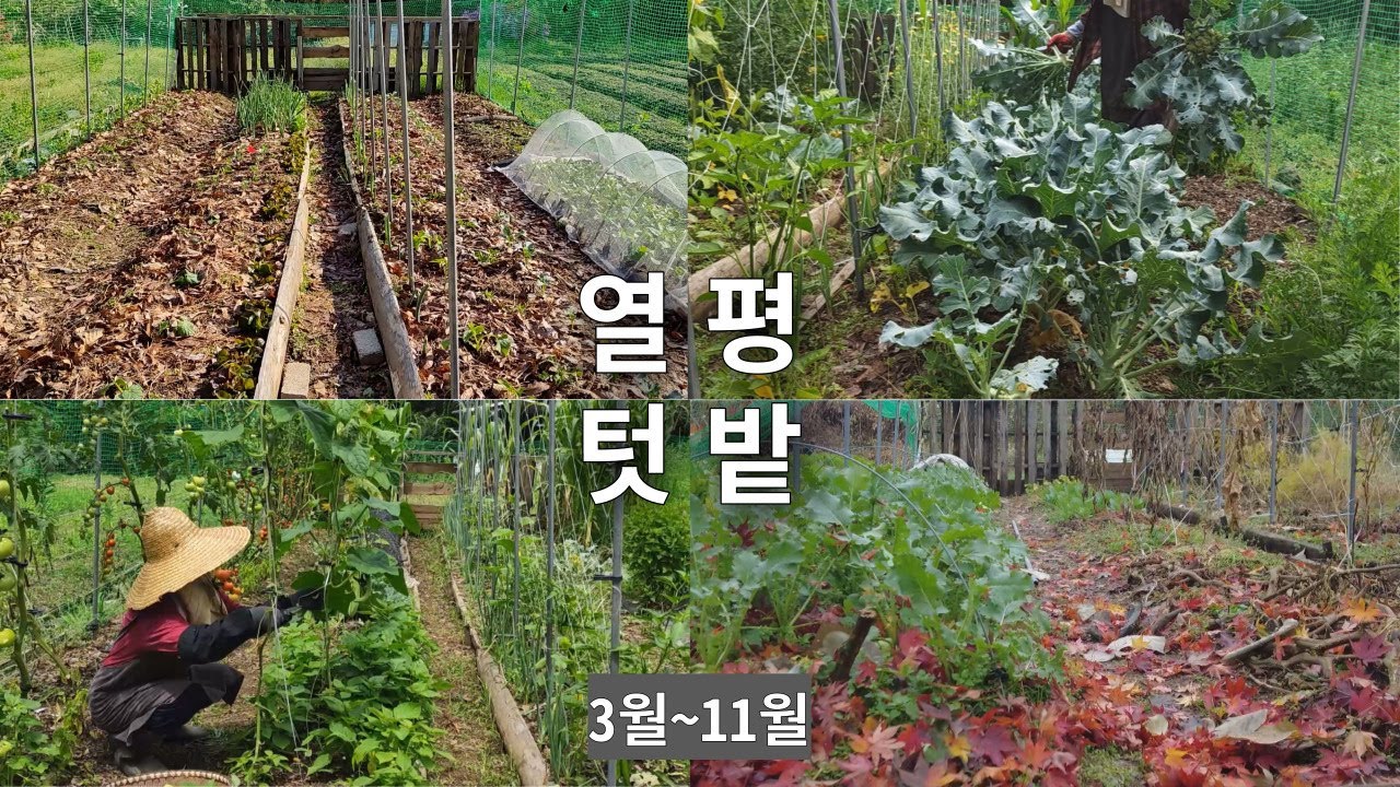 백평만큼 풍성한 열평 텃밭 효율적인 작물 섞어짓기 첫작물부터 마지막 수확까지 Youtube
