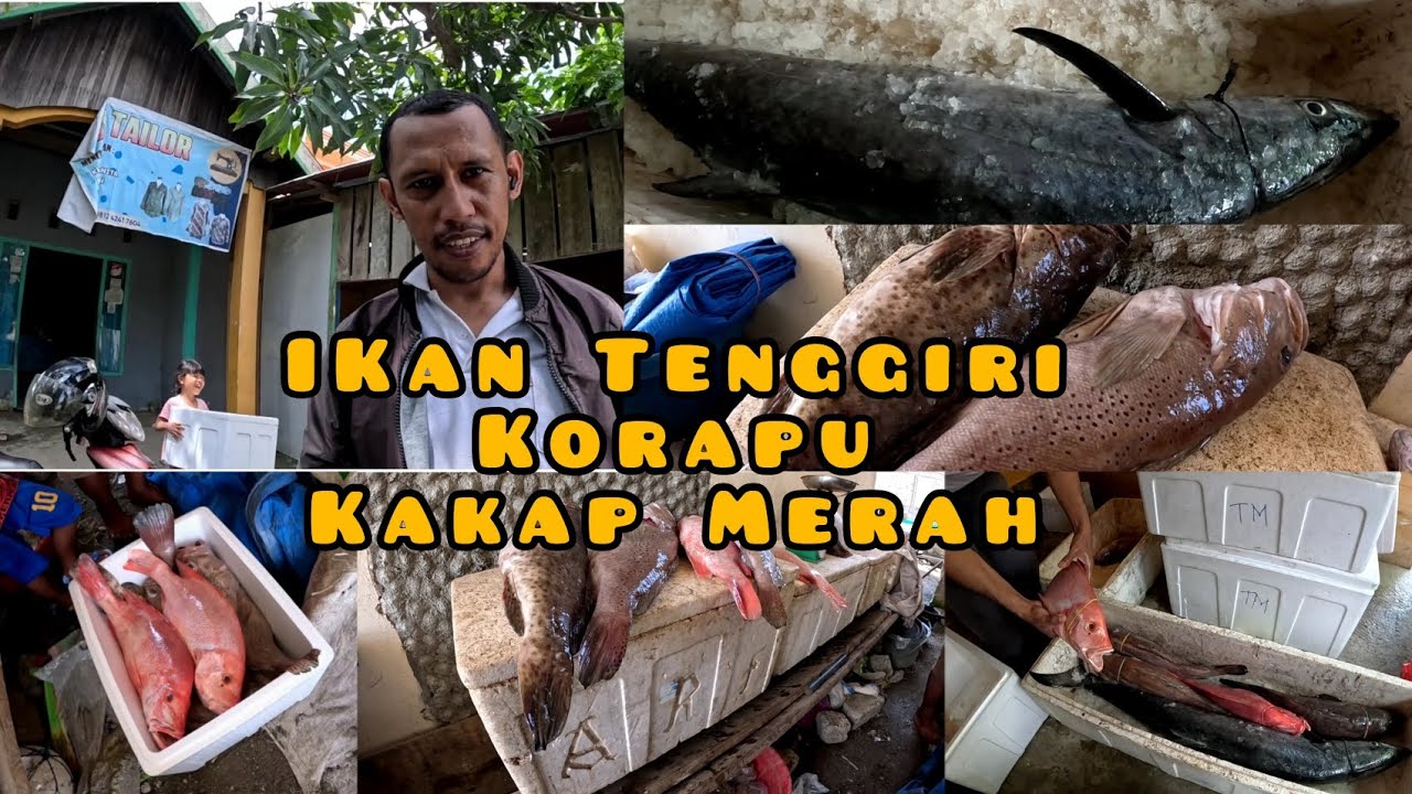 MEMBELI IKAN TENGGIRI, KORAPU, KAKAP MERAH HASIL TANGKAPAN NELAYAN DI ...