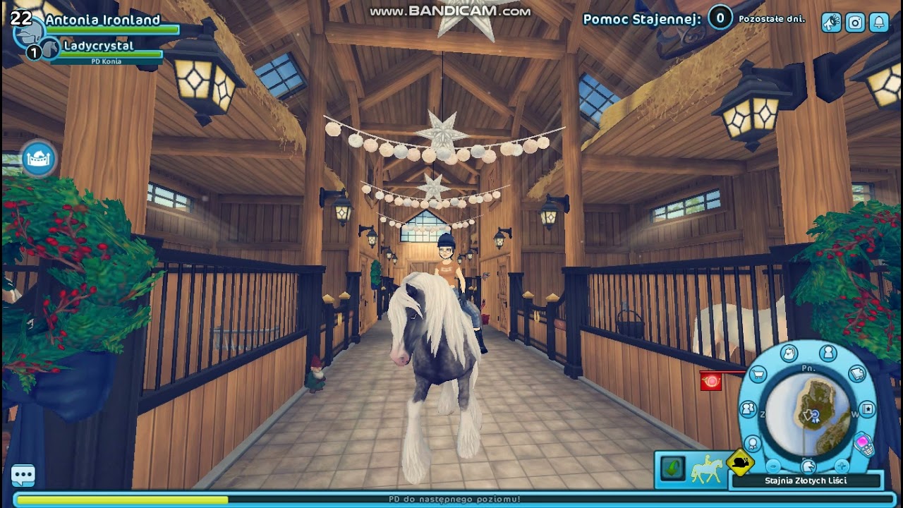 Kupujemy konia! Cob Irlandzki - sso - YouTube