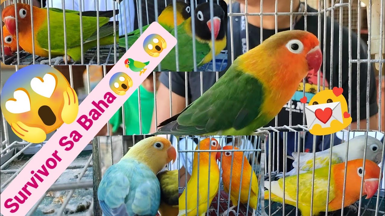 Vlog429 Green Pastel Opa Split Ino X Mottled Split Ino😱🦜😱Project Lutino ...