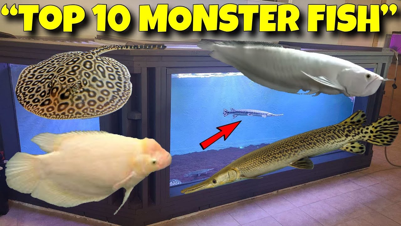 Top 10 MONSTER FISH For MASSIVE Plywood Aquariums! - YouTube