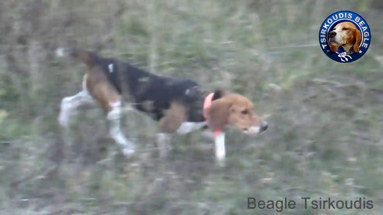beagle tsirkoudis - YouTube