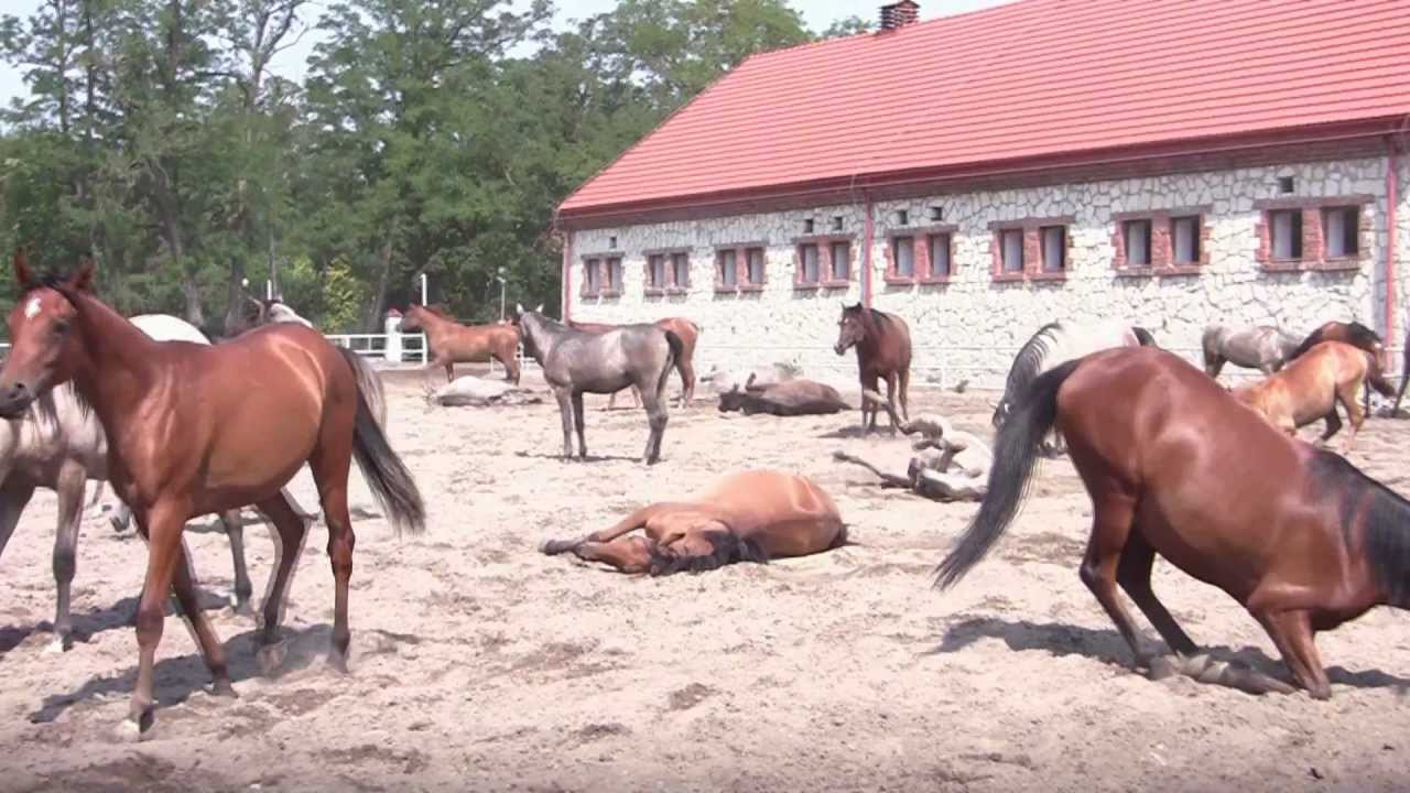 Stadnina koni michałów