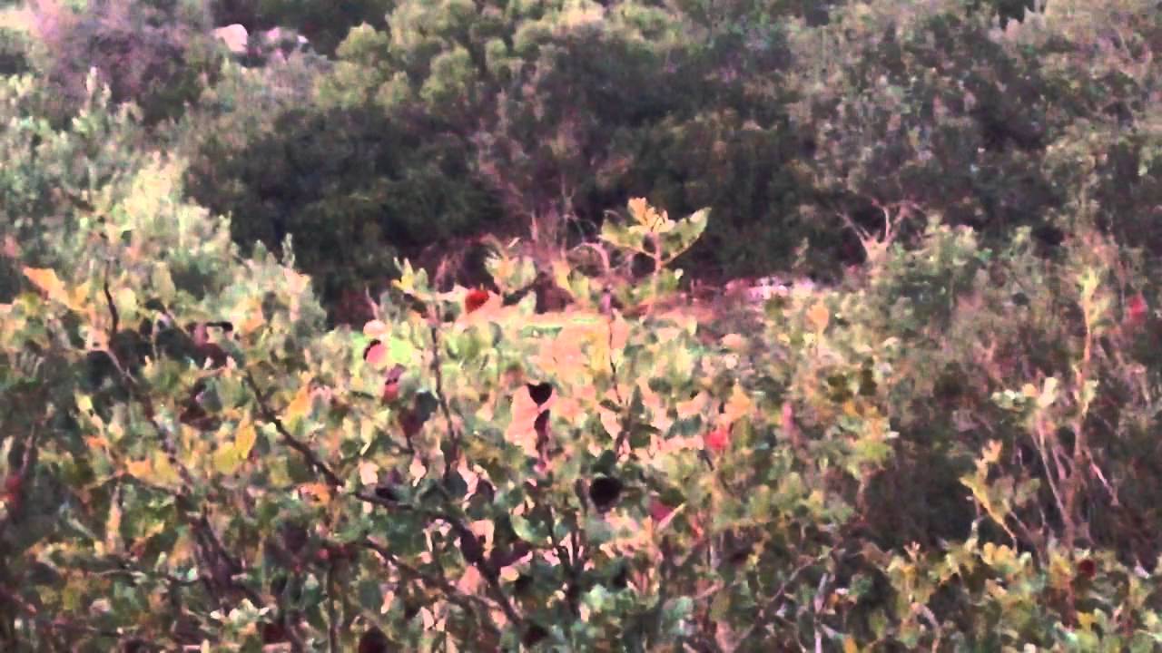 Ελληνικος ιχνηλατης λασιθι - YouTube