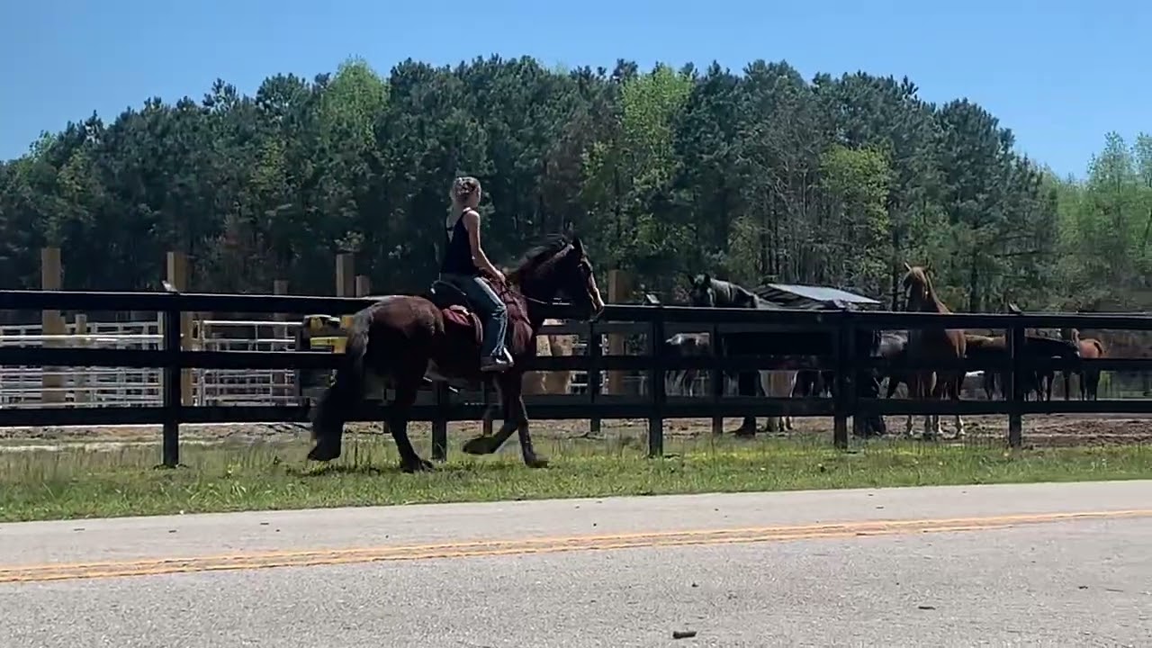 Bay Draft Cross Riding - YouTube