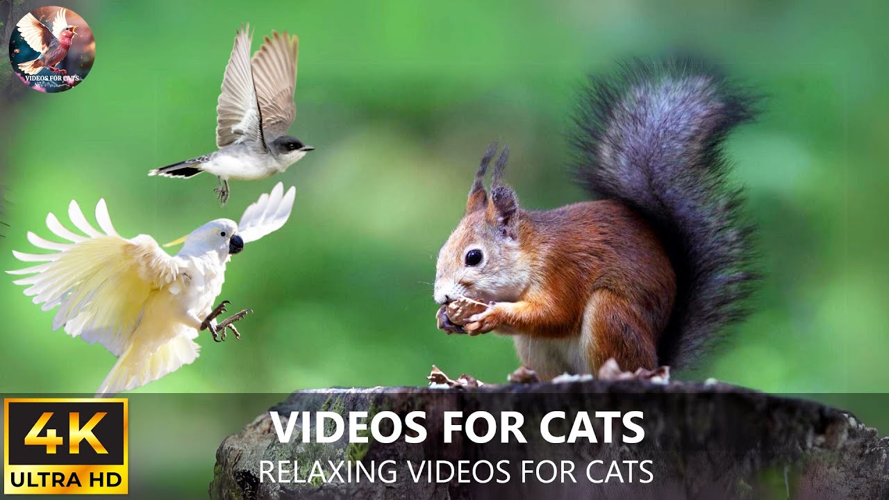 Birds Videos for Cats🦜Birds for Cats to Watch With Calming Bird Sounds ...