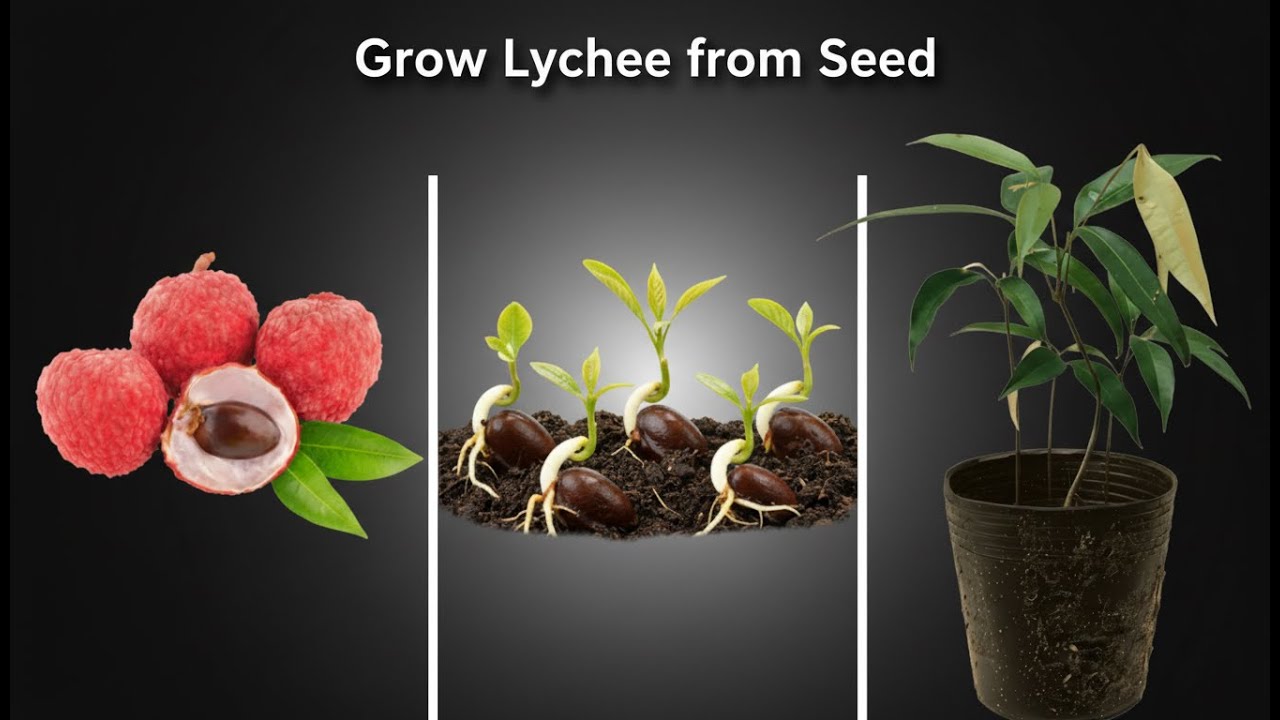 Grow Lychee from Seed | Step by Step at Home - YouTube