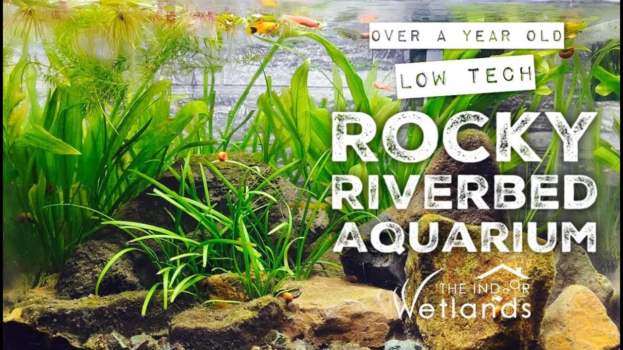 Over A Year Old Aquarium Update | Rocky Riverbed Tank by The Indoor ...