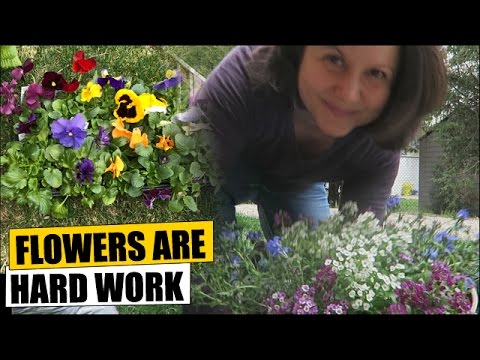 Flowers Are Hard Work - YouTube