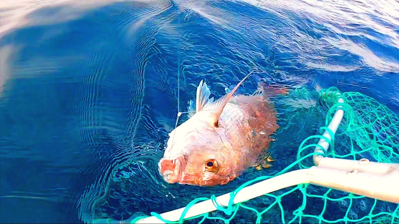 Snapper & Shark Fishing - YouTube