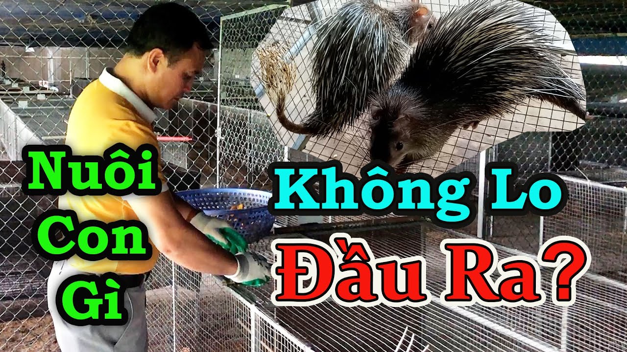 Trại Nuôi Con Hon, Con Don Giống Miền Trung, Nuôi Con Don Đầu Ra Có Ổn ...