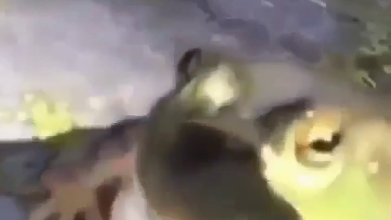 Sapo triste :( | Meme #shorts - YouTube