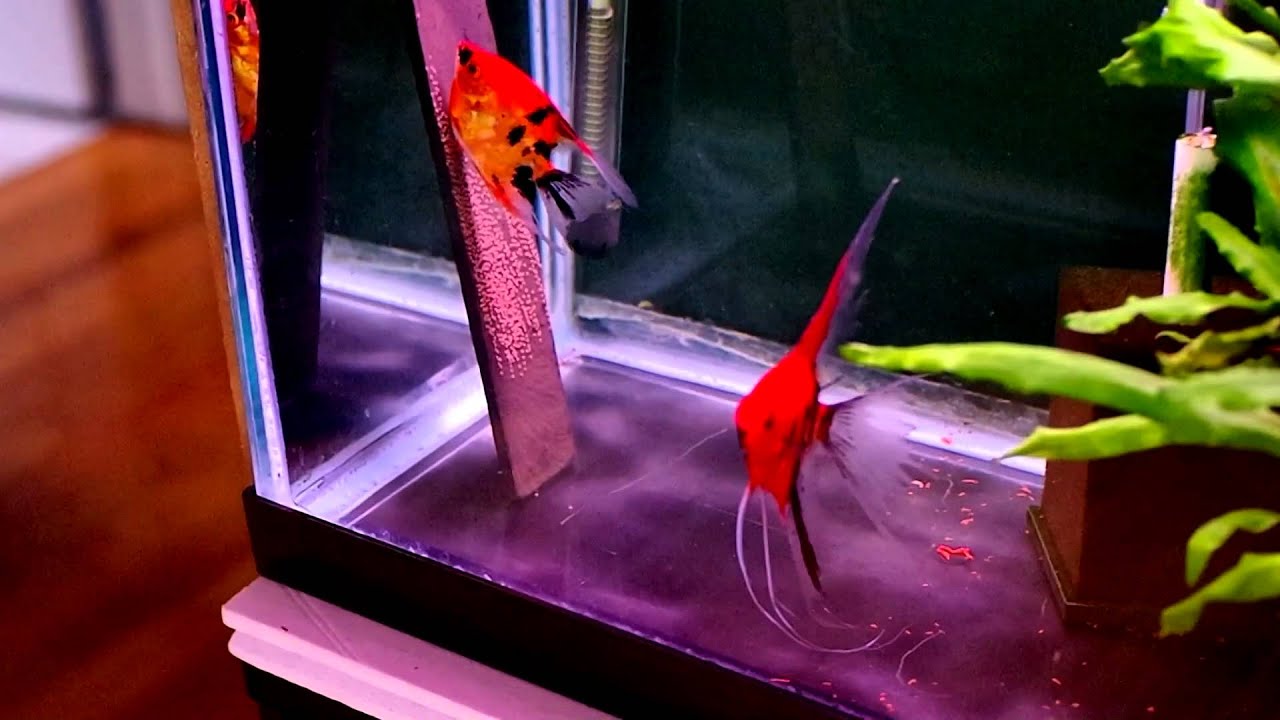 Angels Plus Koi Angelfish Pair - YouTube
