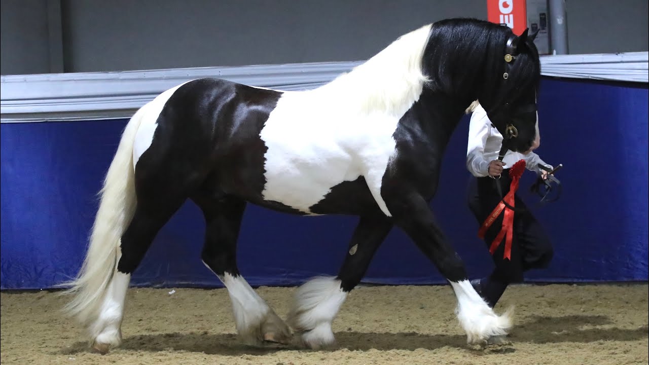 CHAPS Championships 2022 Supreme In-hand final Monivea Black Magic ...