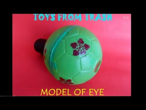 MODEL OF EYE - ENGLISH - Wonderful model to understand the working of ...