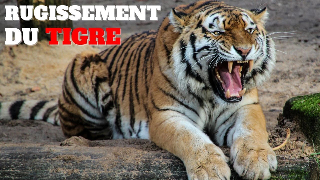 TIGRE qui RUGIT - Le Rugissement du Tigre - le CRI du TIGRE - YouTube
