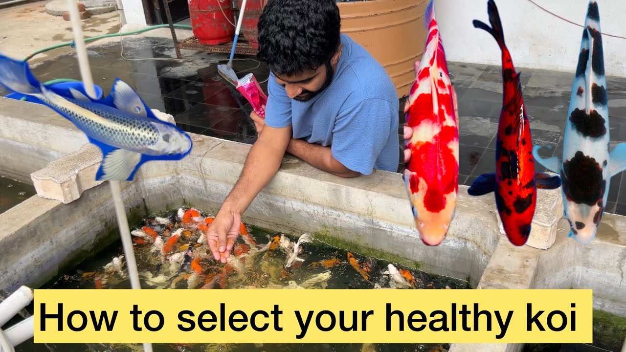 How to select your koi fish ? A basic guide for a healthy and proper ...