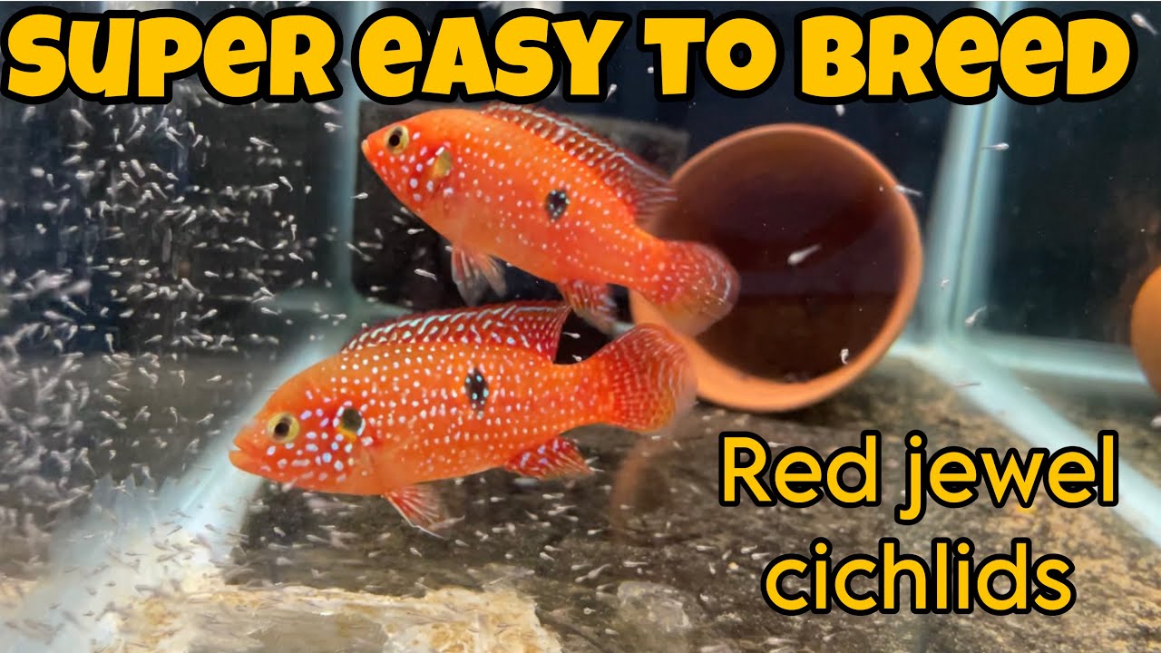 How to breed red jewel cichlids (Beginner guide) - YouTube