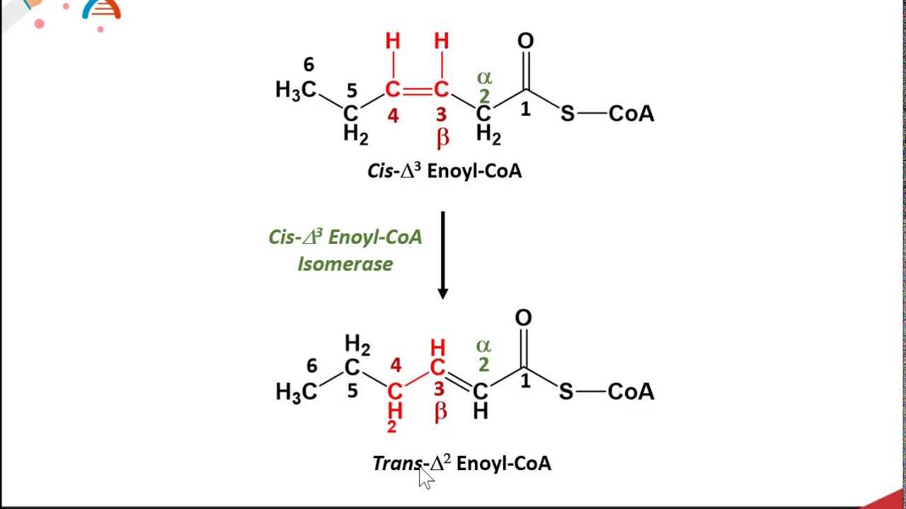 Lipids Part 10 of 12: Beta Oxidation of Unsaturated Fatty Acids - YouTube