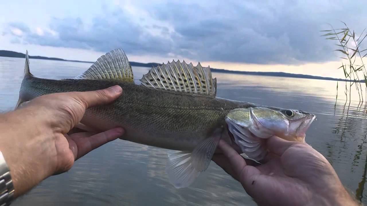 So fängt man Zander - YouTube