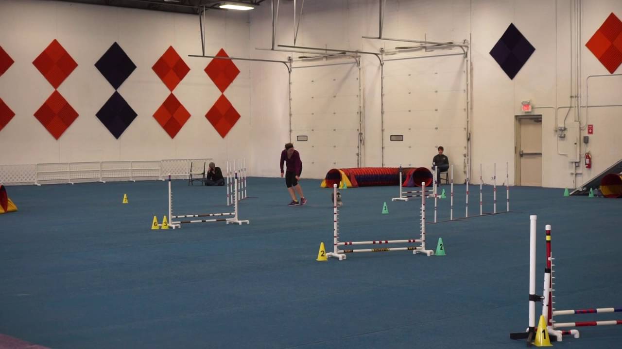 CPE Agility - South Paws at OTR - 05-14-2016 - Pyper Colors Level C ...