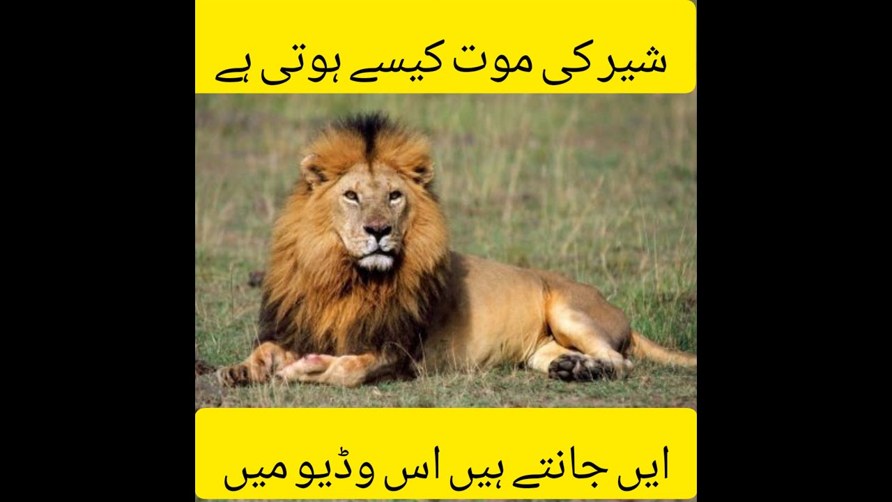 Lifestyle and death of lion | What happened when Lion is about to die ...