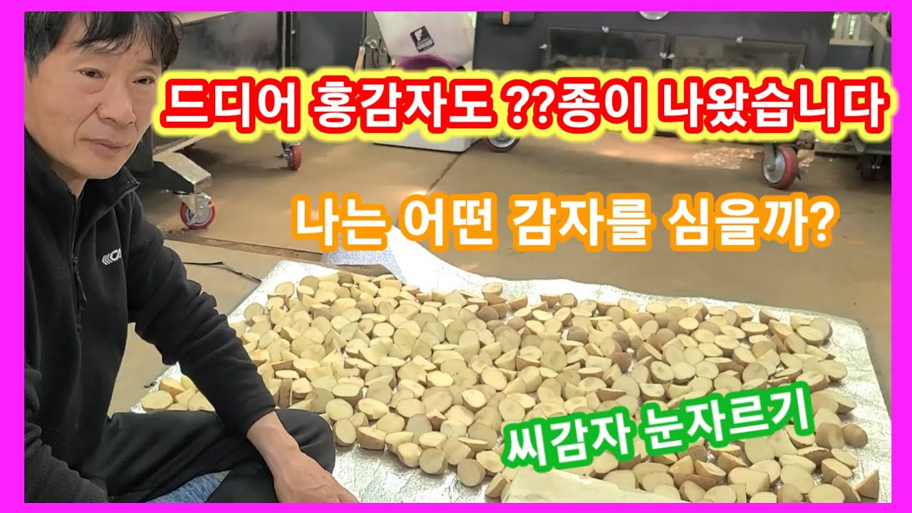 나는 어떤 감자를 심을까 드디어 홍감자도 종이 나왔습니다 씨감자 자르기만들기싹틔우기 소독심기 심는시기 귀농귀촌ㅈㄷㆍ