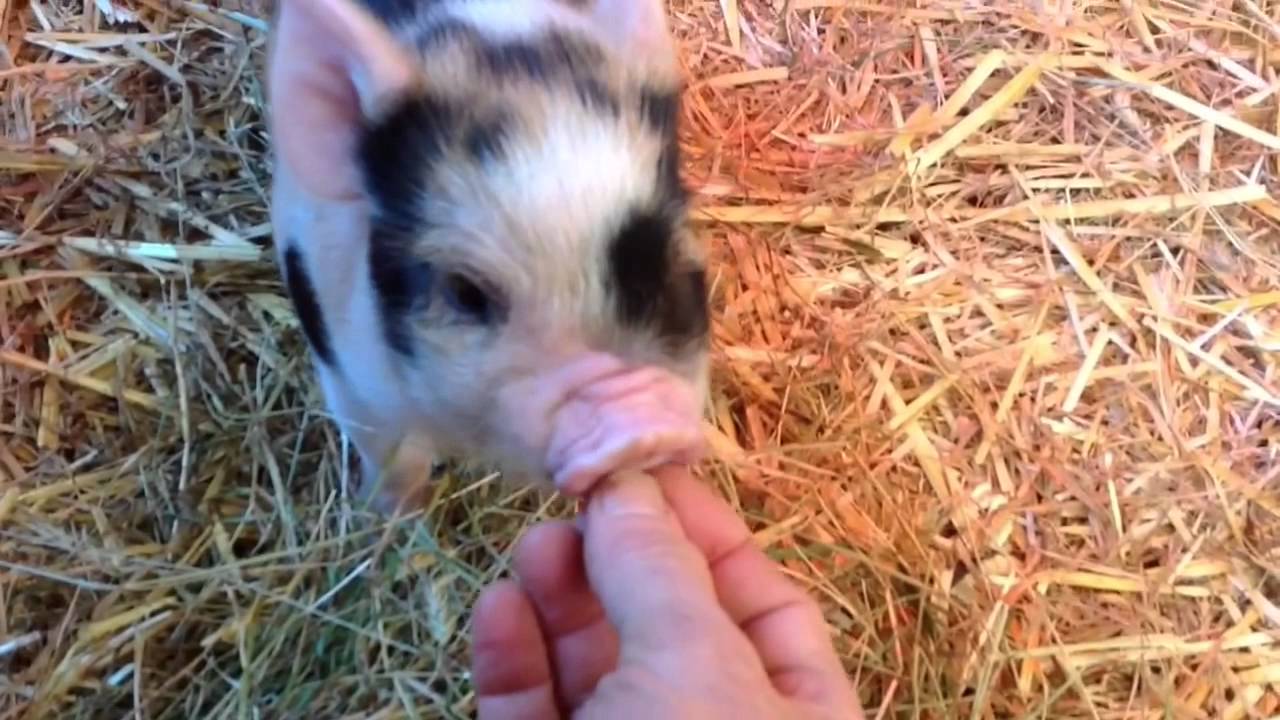 Kune Kune piglets 2 weeks old - YouTube