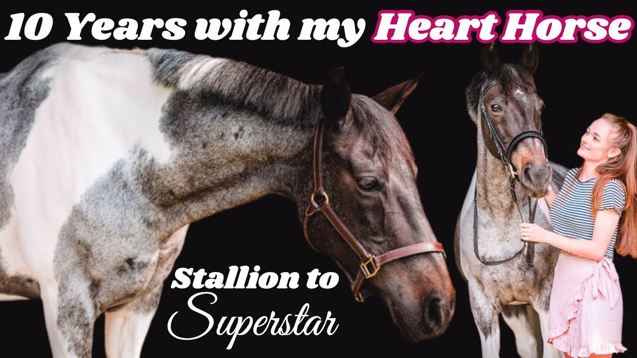 10 YEARS with my HEART HORSE🦄 || Stallion + meet his FOALS 😍 - YouTube