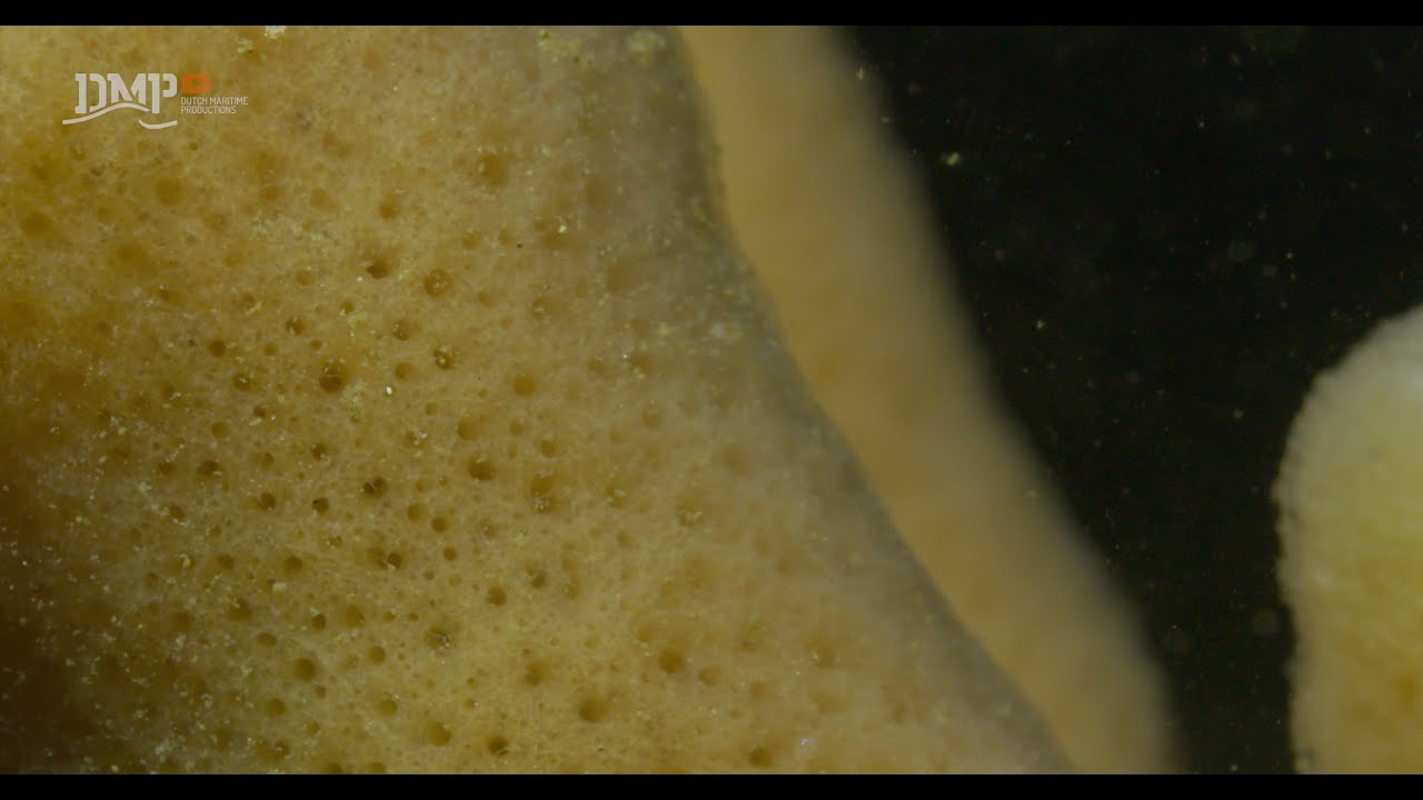 Sponges are the oldest living animals on Earth - YouTube