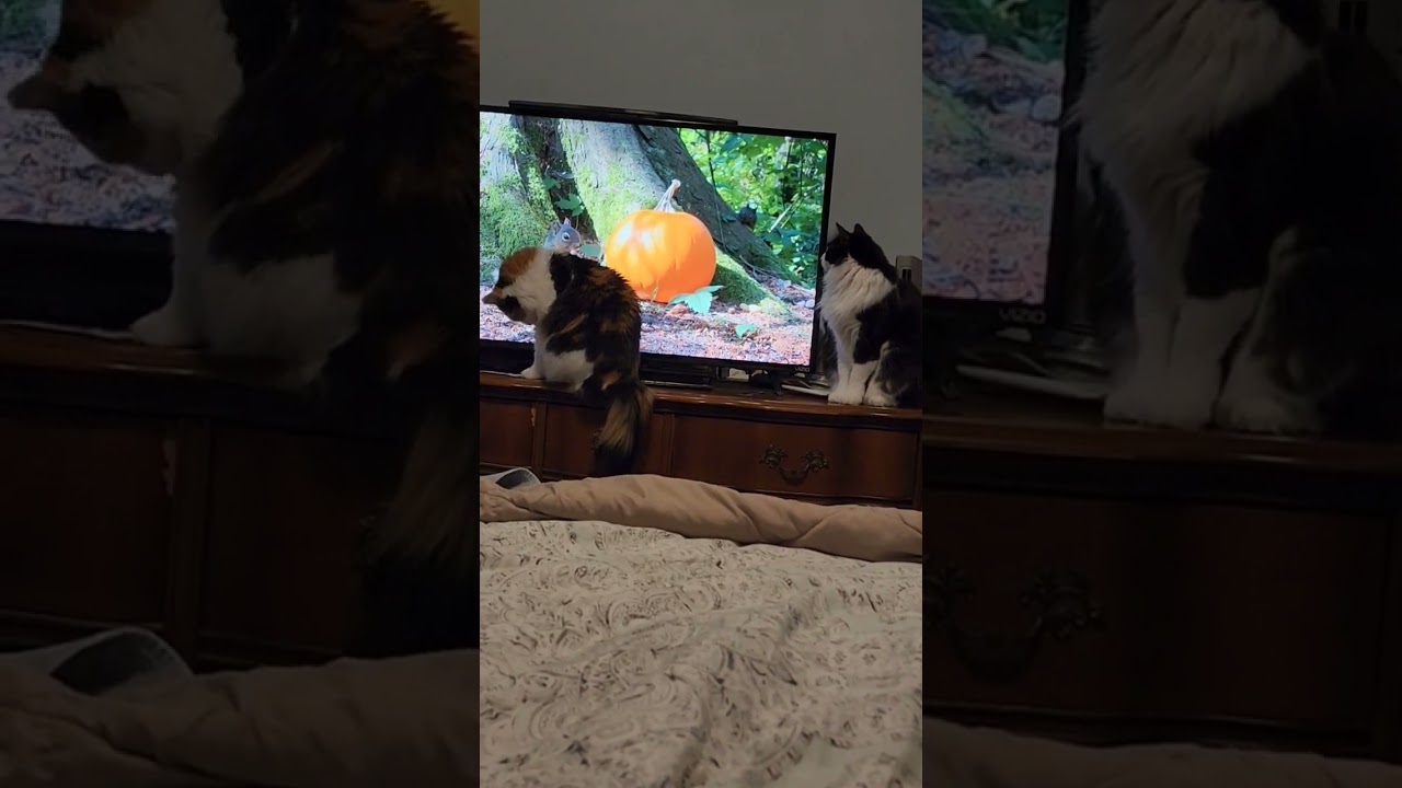 Crazy Squirrels - YouTube