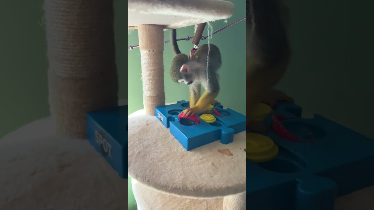 Monkeys Spinning Monkeys #monkey #monkeyboocrew - YouTube