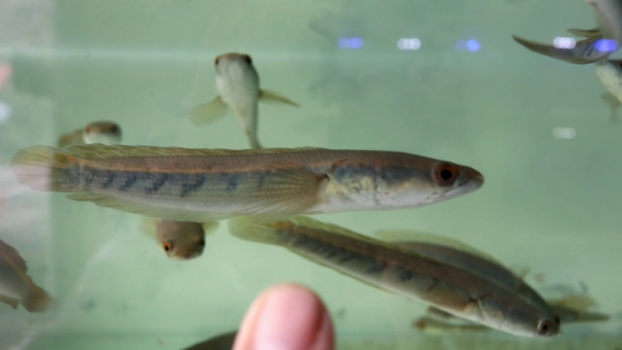 UPDATE TOKO STARFISH...CHANNA MARU YELLOW SENTARUM DAN RED SAMPIT SIAP ...