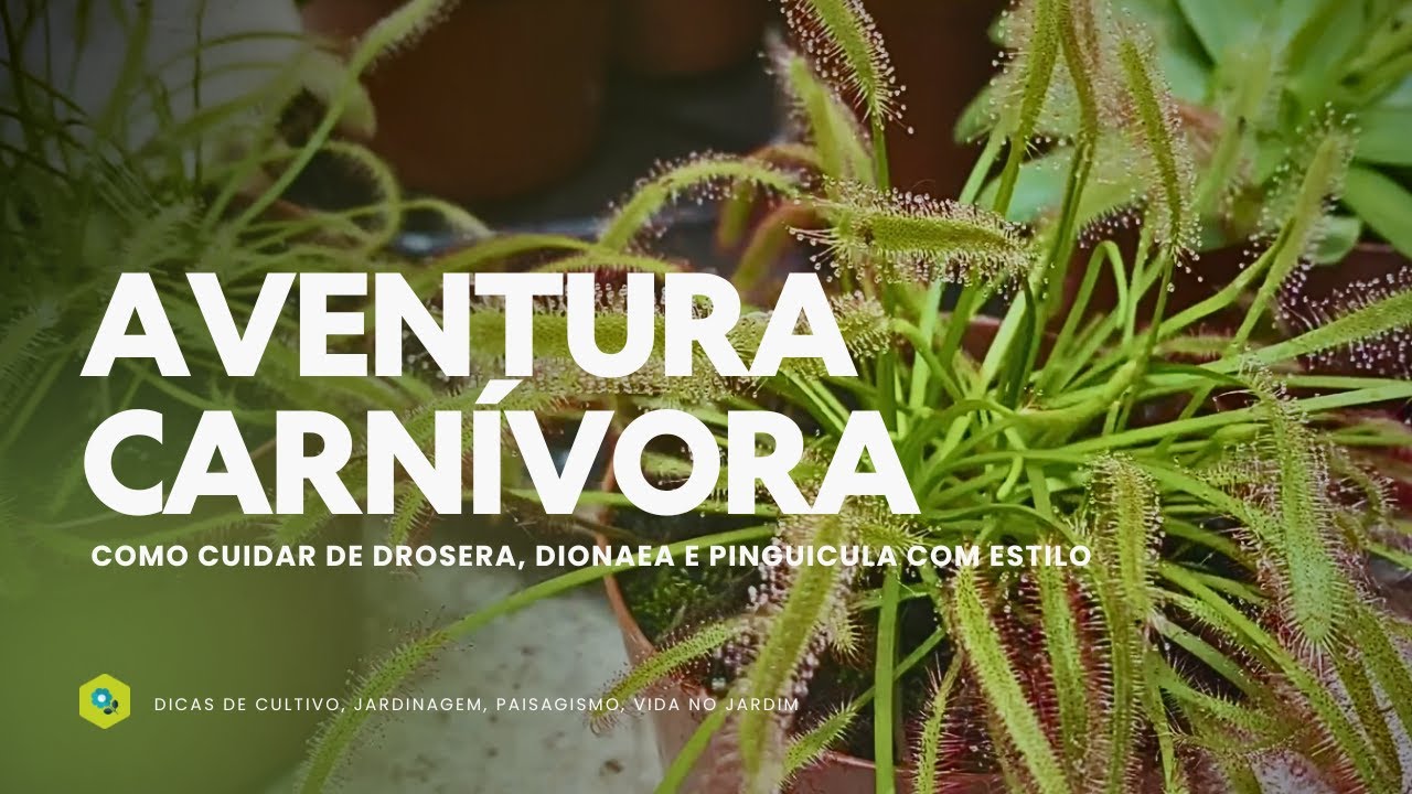 AVENTURA CARNÍVORA - Como CUIDAR de DROSERA, DIONAEA e PINGUICULA com ...