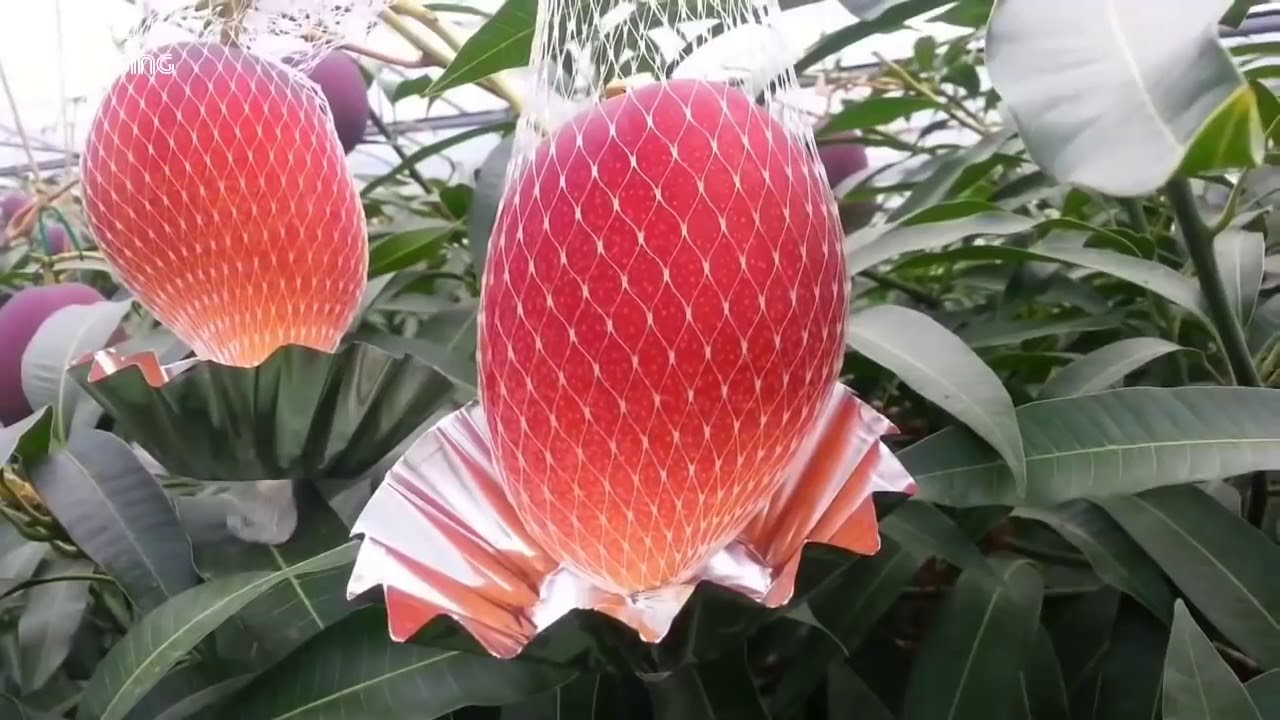 World's Most Expensive Mango - Awesome Japan Agriculture Technology ...