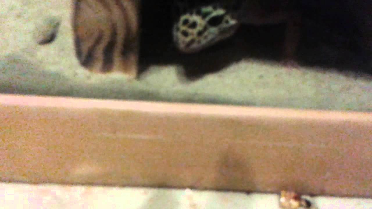 random things #2 lizards - YouTube