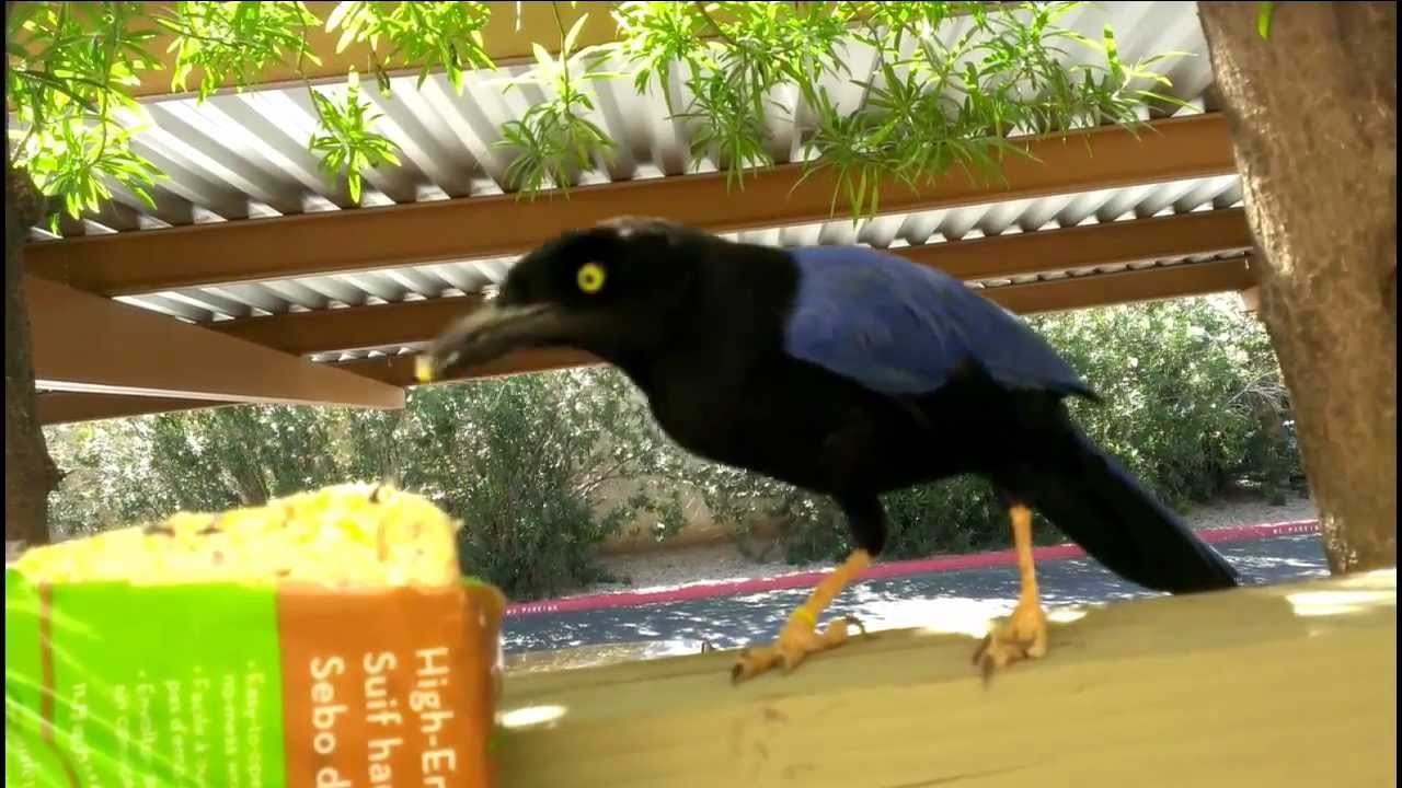 Purplish backed Jay in Scottsdale Arizona - YouTube