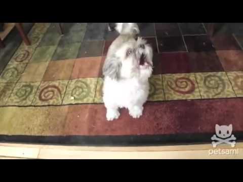 Perro gritón - YouTube