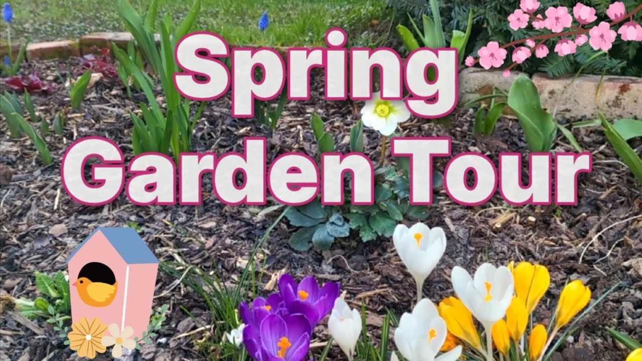 Spring Garden Tour // Zone 7 // March 2023 #gardentour - YouTube