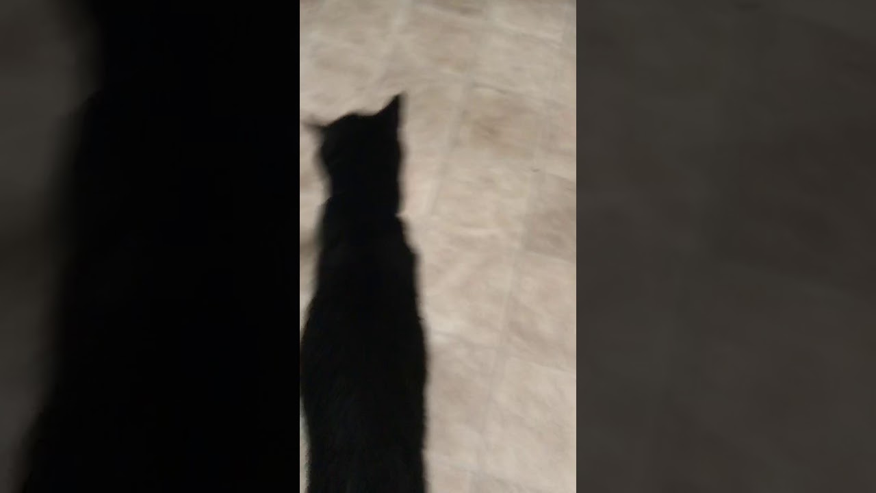 Burping at a cat - YouTube