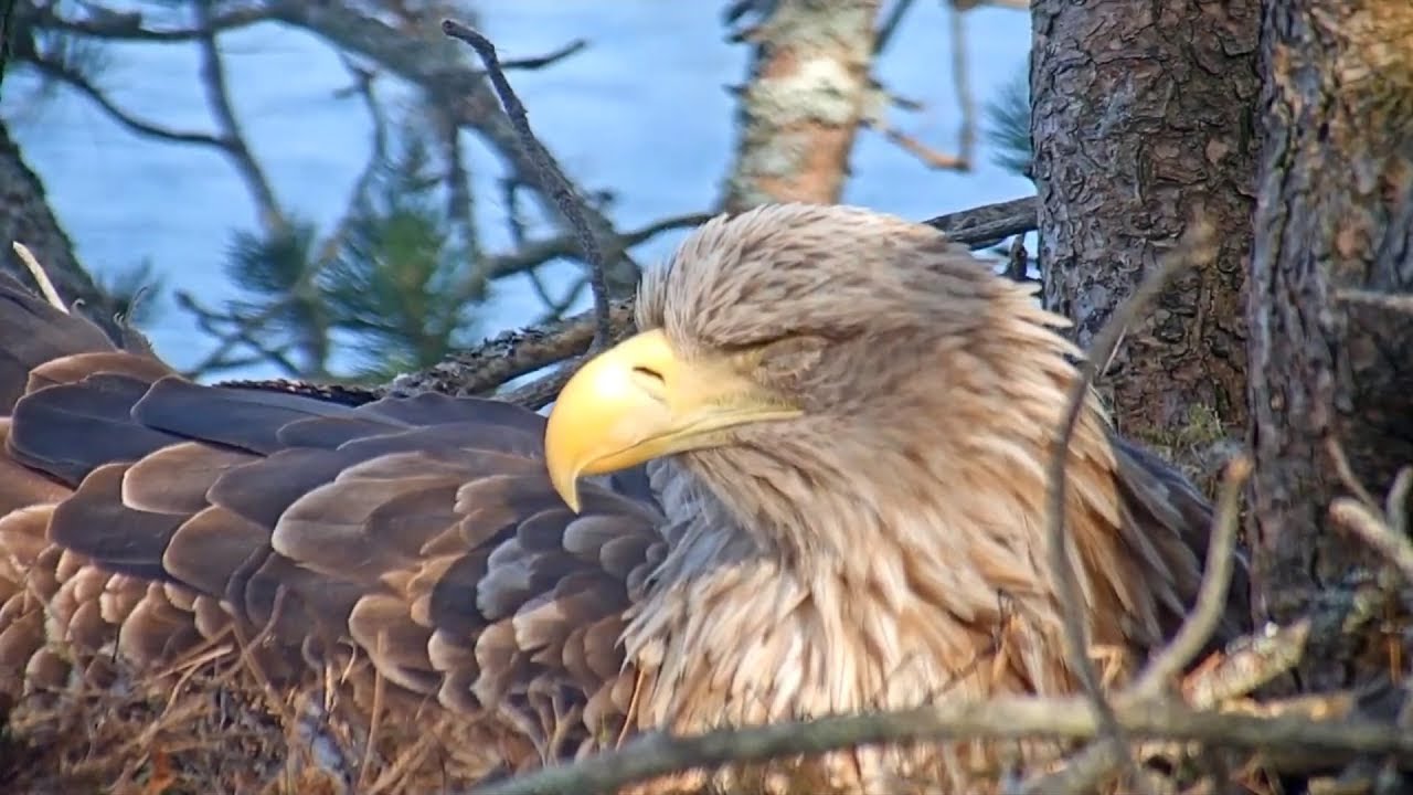 Sleeping eagle - YouTube