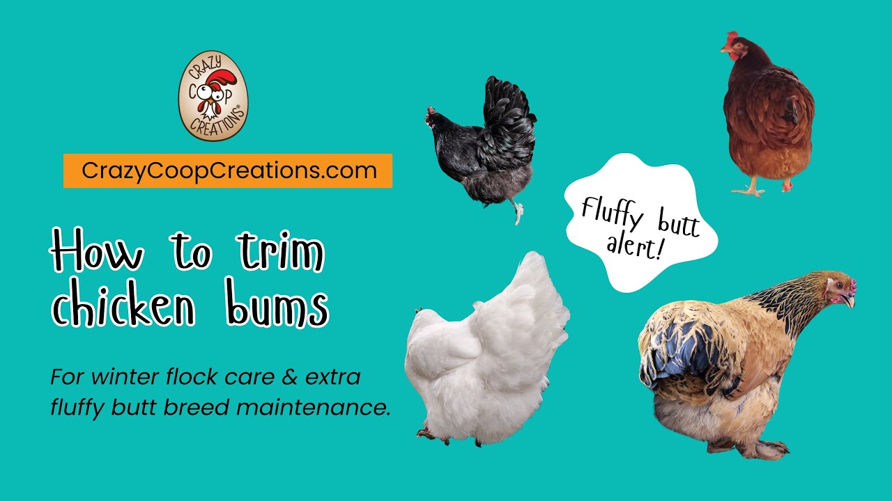 How to Trim Your Chicken's Fluffy Bum - YouTube