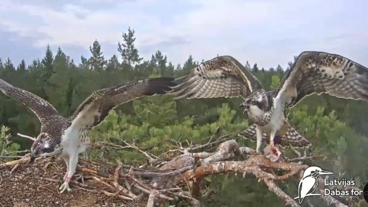 Elder osprey chick kick little sibling out from the nest | Zivju ērglis ...