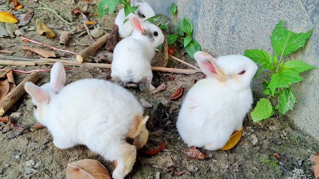 My Bunny reaction - Cute Baby Rabbits Playing, Feeding Activities - YouTube