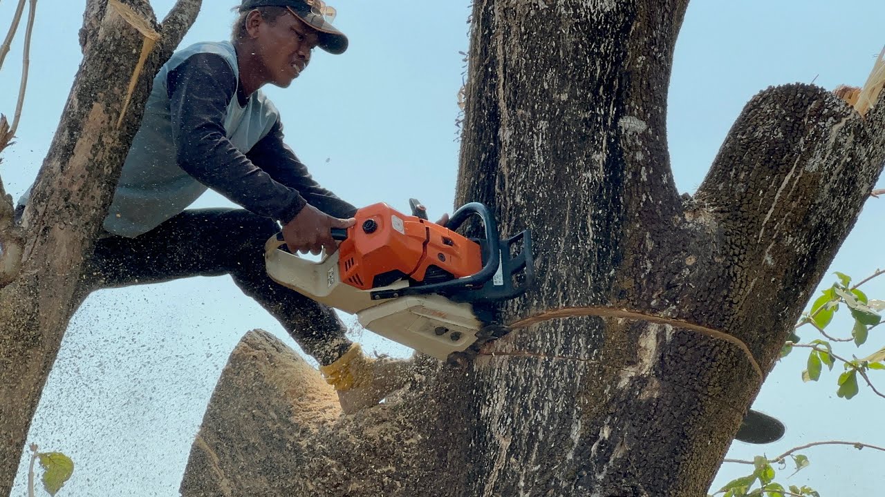 Prone to fall... Cut down 2 old trees near the house. - YouTube